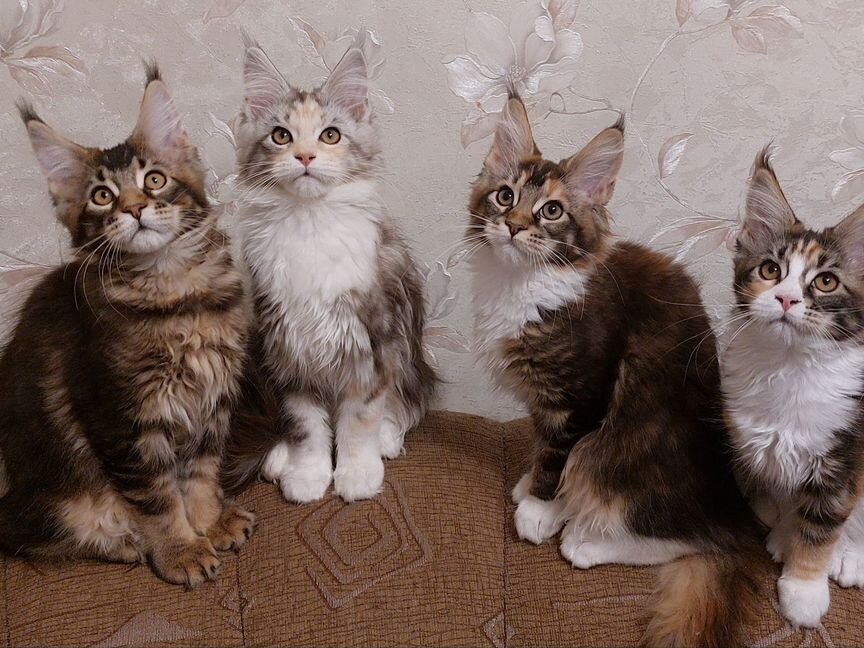 Котята мейн-кун