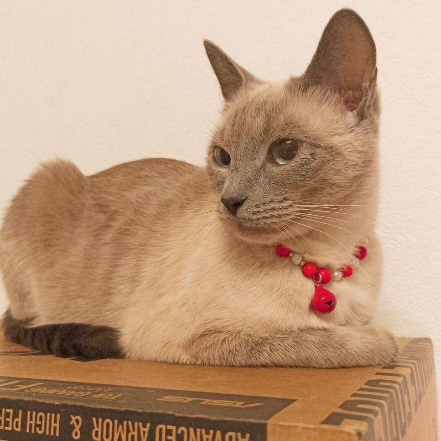 Кошка ищет кота для вязки