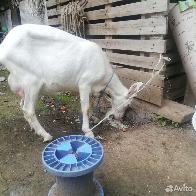 Продам козу, двойная, молоко без запаха