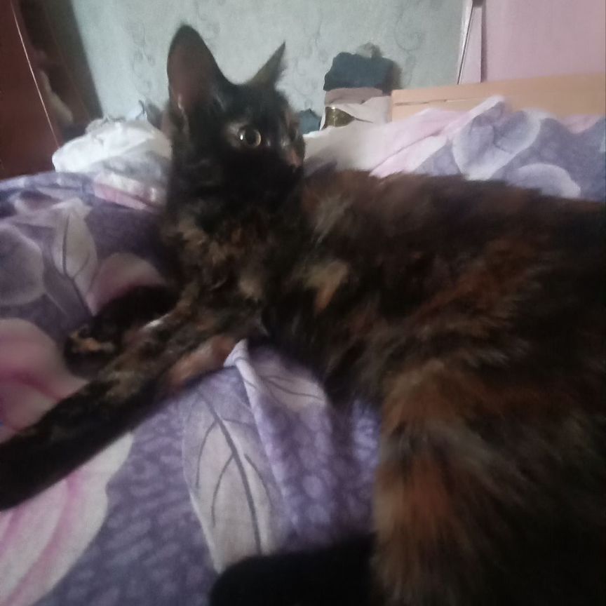 Отдаю кошку богатка