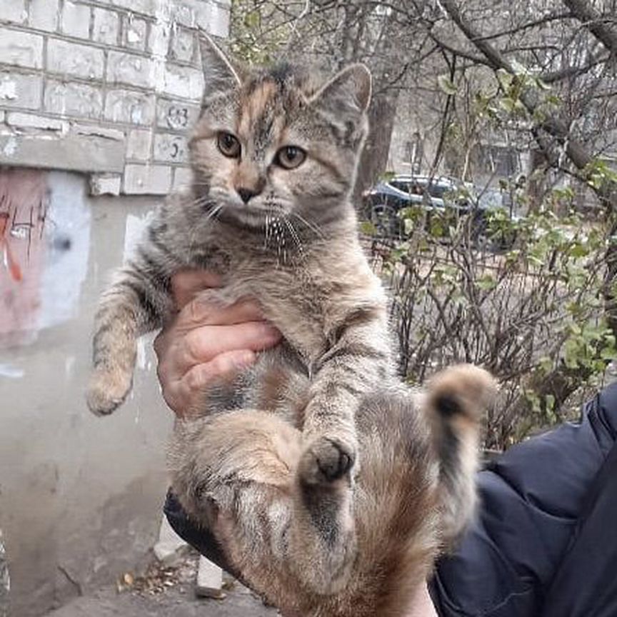 Котёнок девочка замерзает на улице