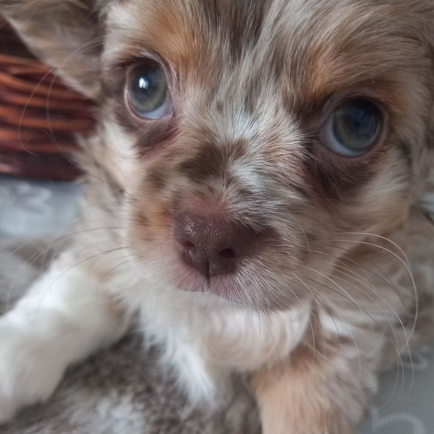 Мальчик Кудряшка щенки чихуахуа