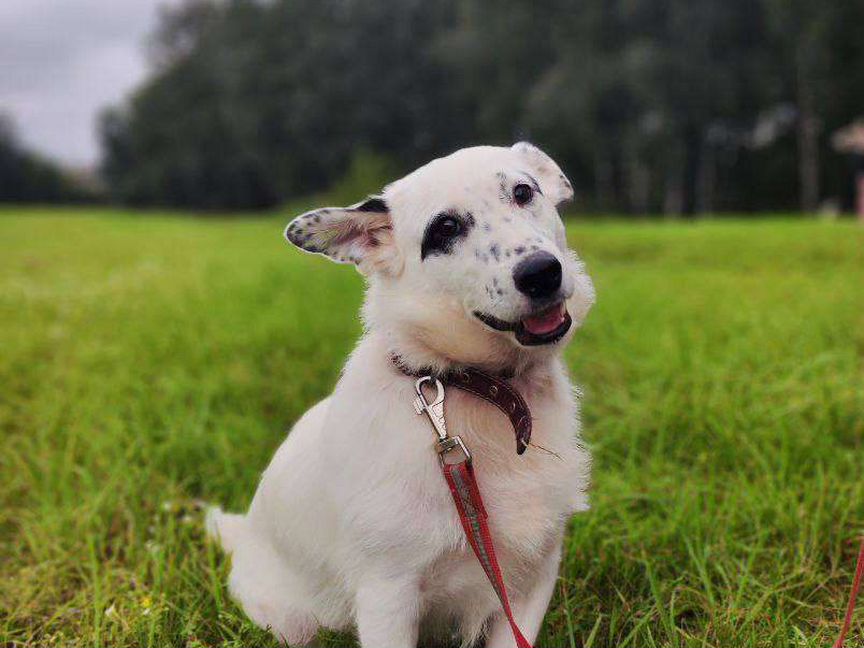 Собака из приюта в добрые руки