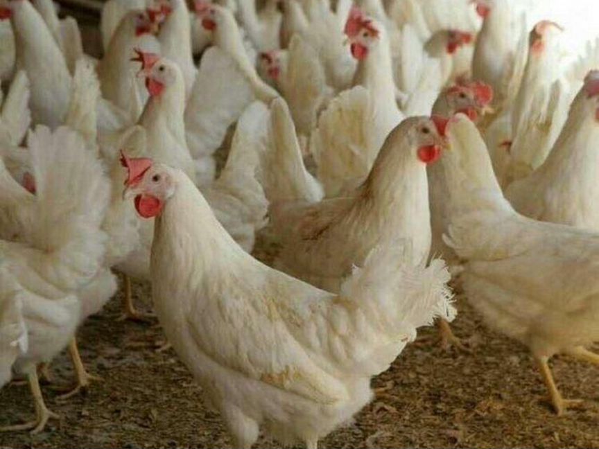 Инкубационное яйцо несушек