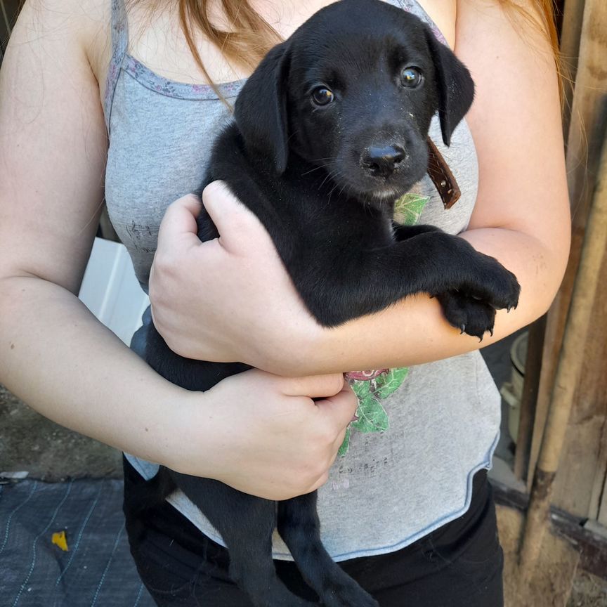 Отдам в добрые руки собаку 2 3 месяца