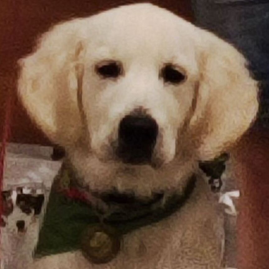 Вязка кобель