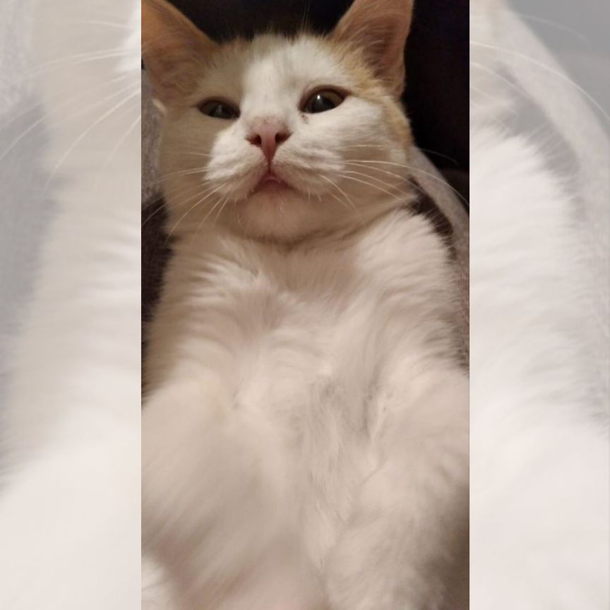 Котенок, девочка, ответственному человеку
