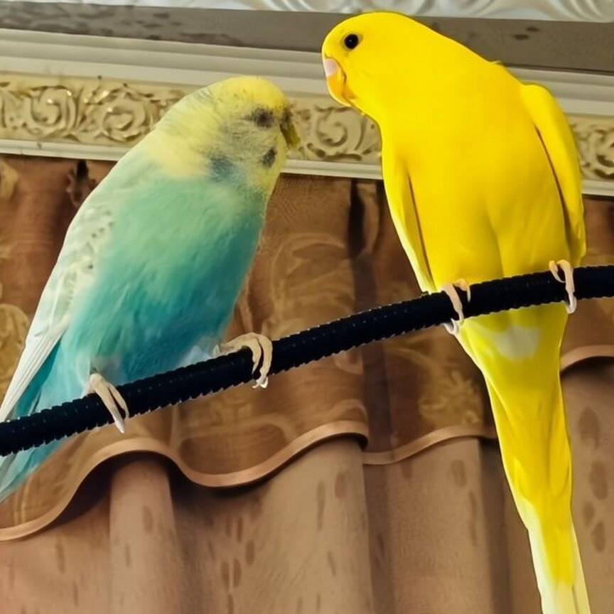 Волнистый попугай самка и самец