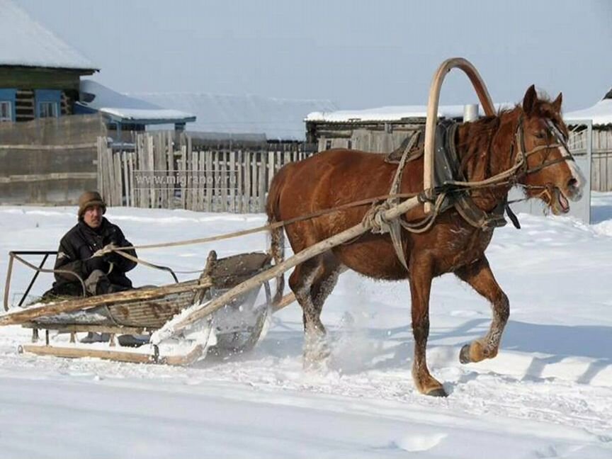 Сани для лошади