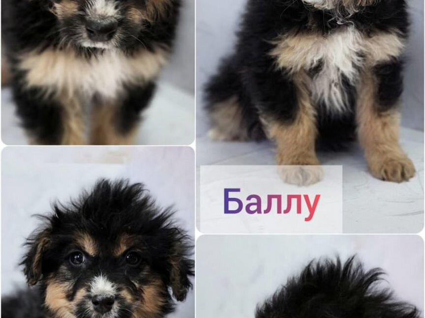 Маленькая собака в добрые руки