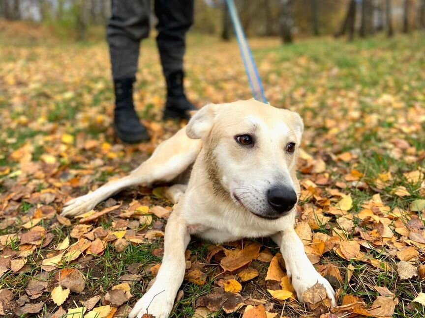 Спасите маленькую собачку