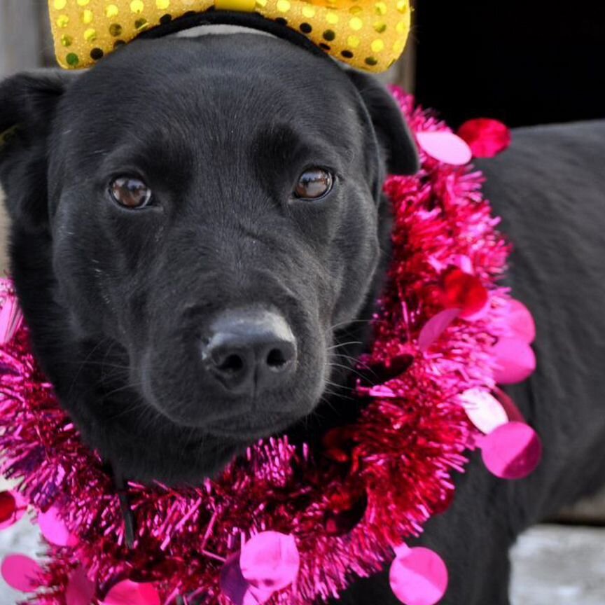 Взрослая собака в добрые руки