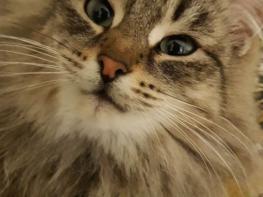 Кошка Ляля ищет дом