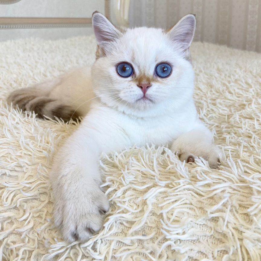 Белоснежная принцесса с синими глазами