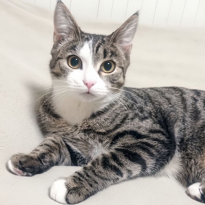 Взрослый кот в добрые руки