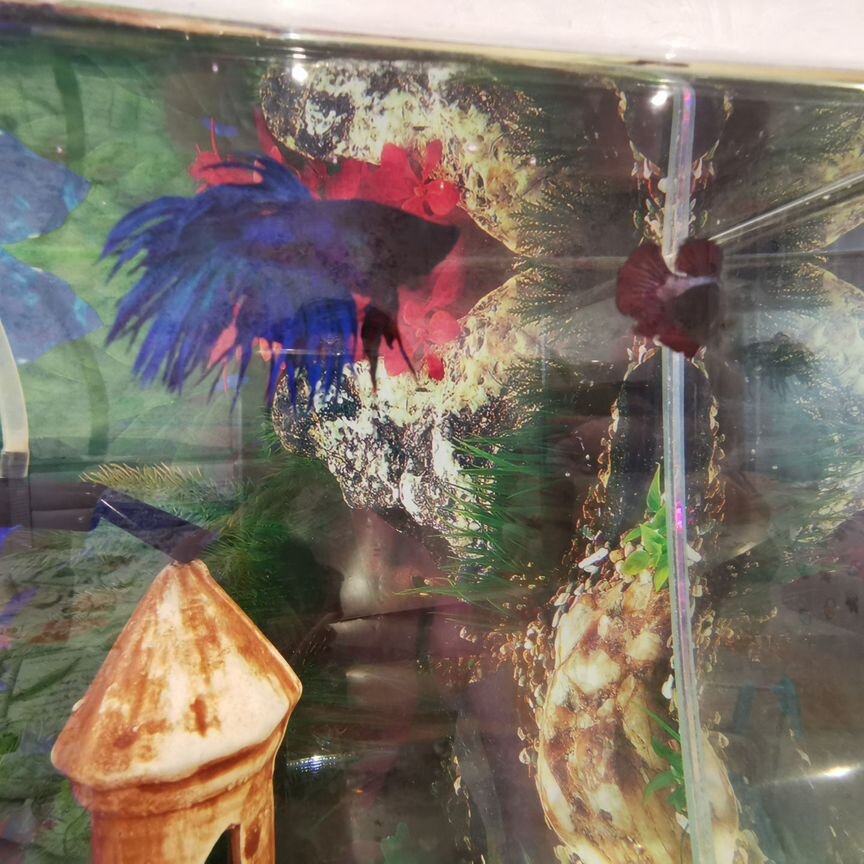 Рыбка петушок