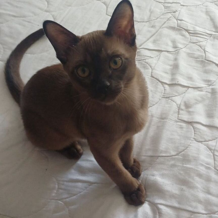 Европейский бурманский котёнок