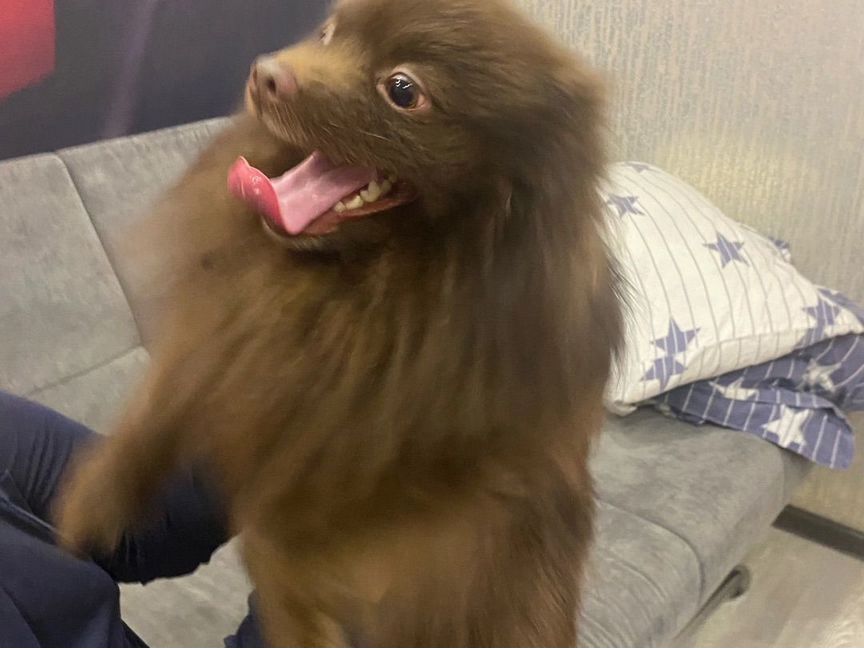 Найден шпиц ищем старого хозяина