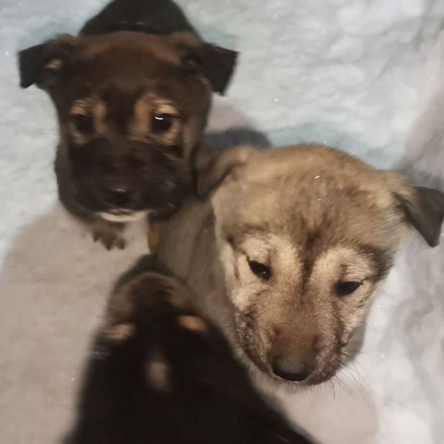 Щенок в добрые руки