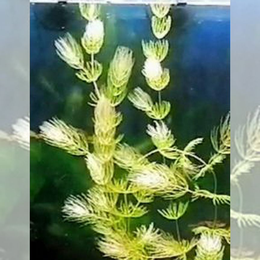 Роголистник, аквариумные растения