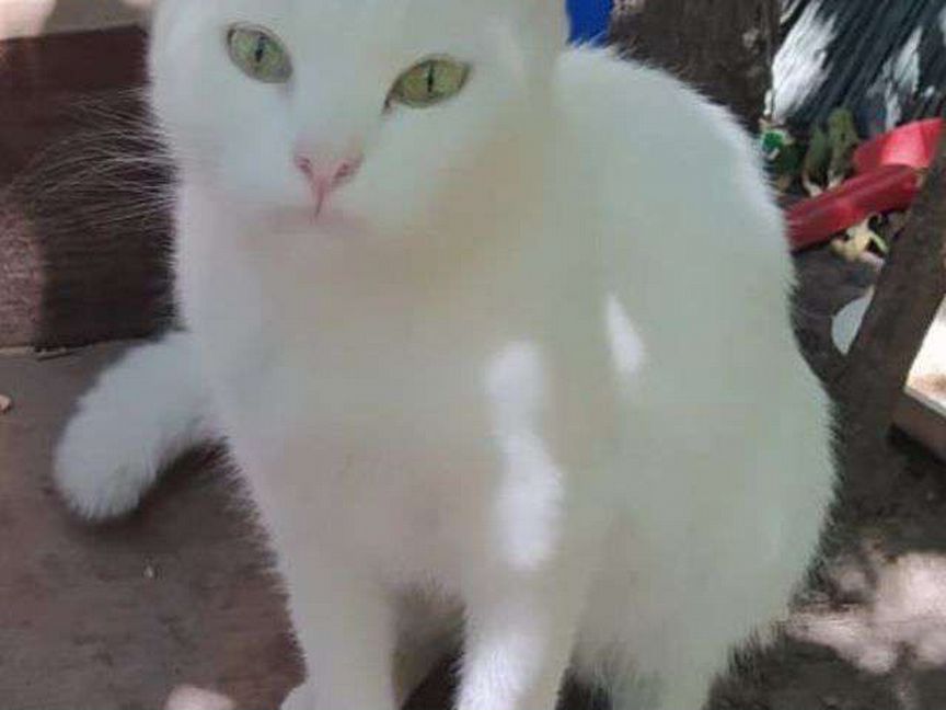 Кошечка в добрые руки