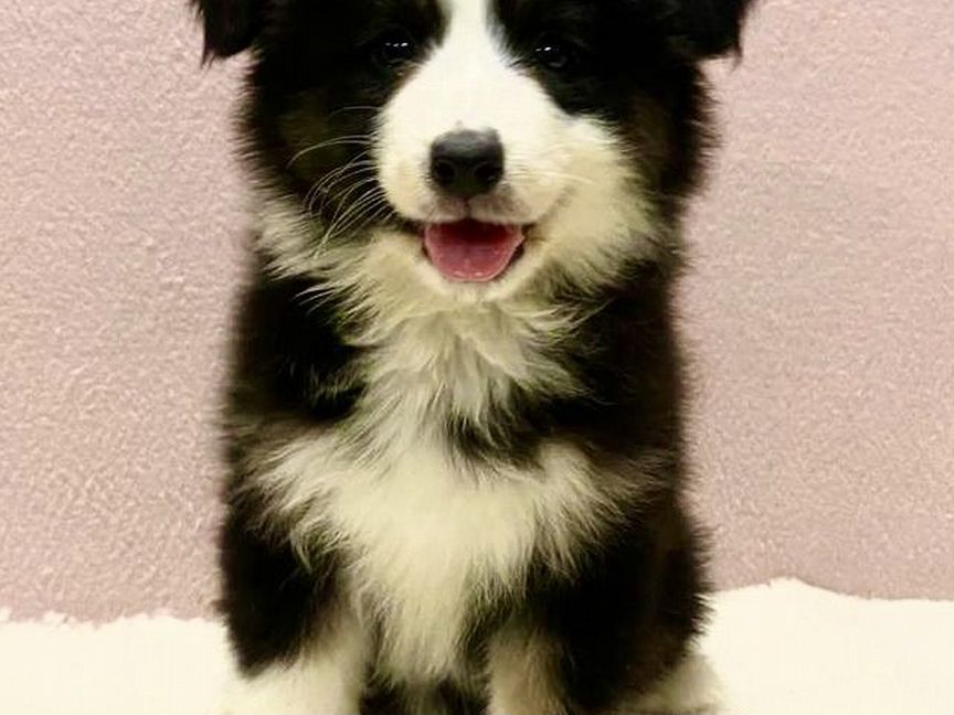 Девочка триколор аусси