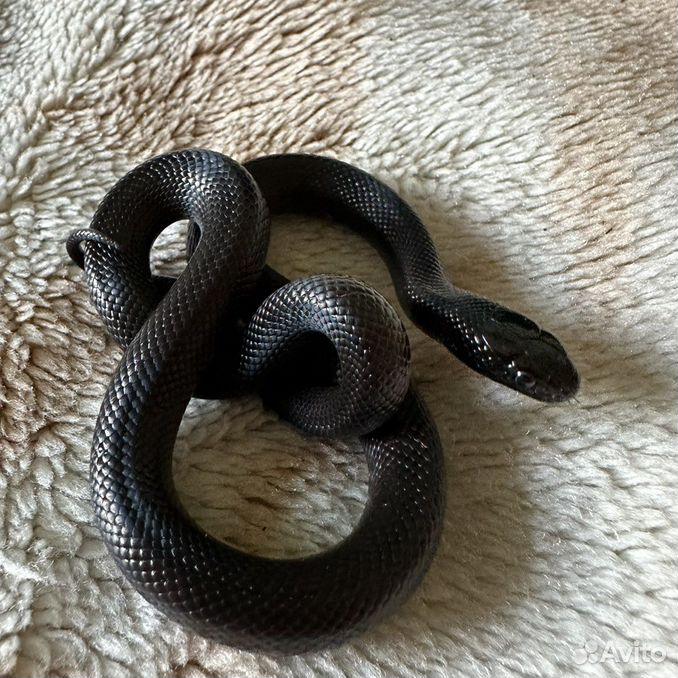 Змея нигрита