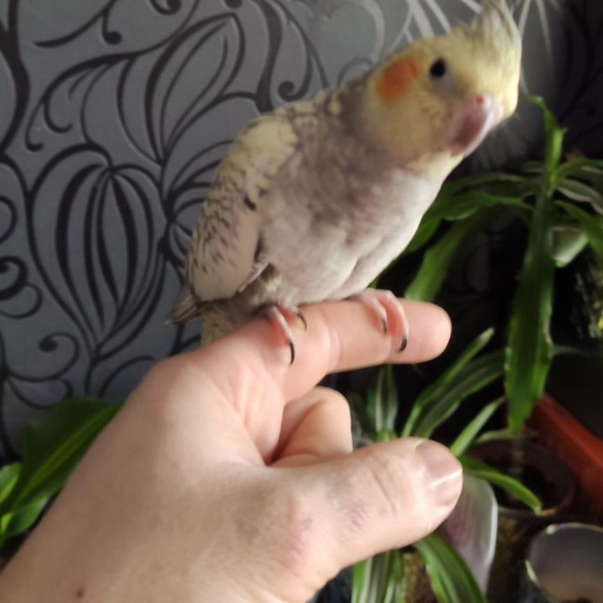 Попугай корелла