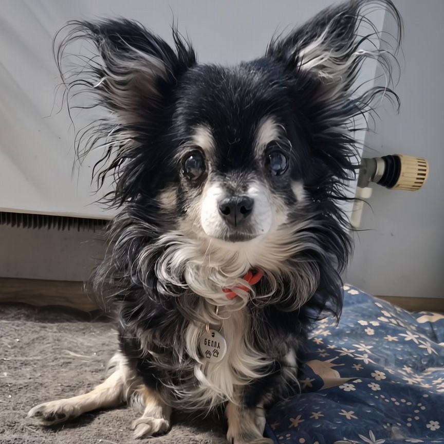 Чихуахуа, взрослая собака