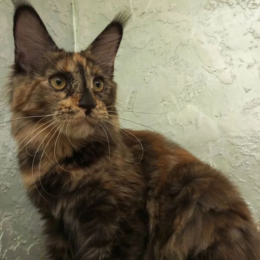 Мейн-кун, взрослая кошка