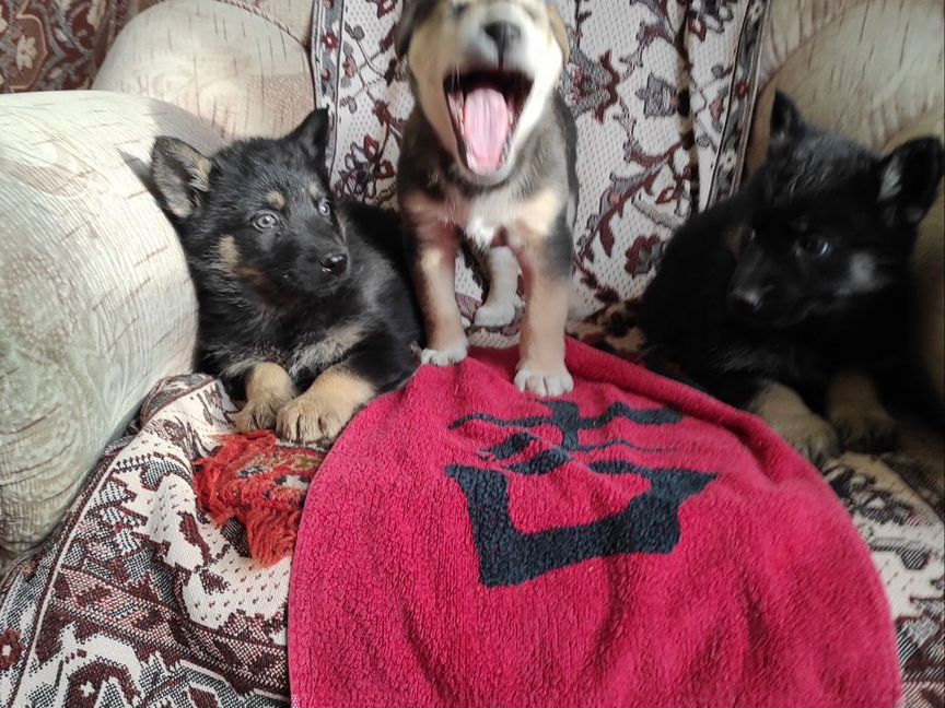 Щенок в добрые руки бесплатно