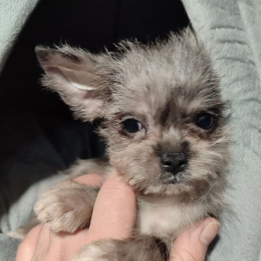 Мини мальчик