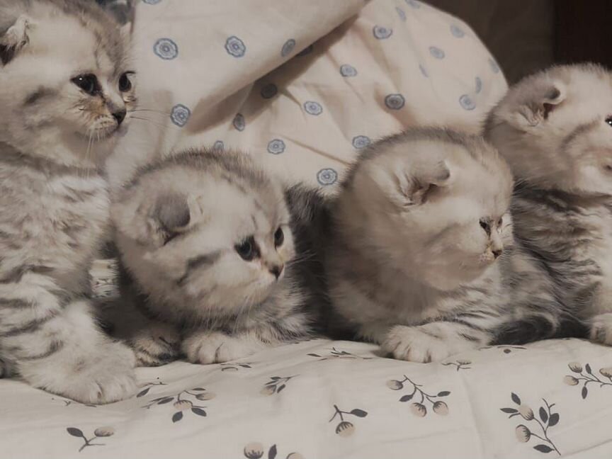 Британские вислоухие котята