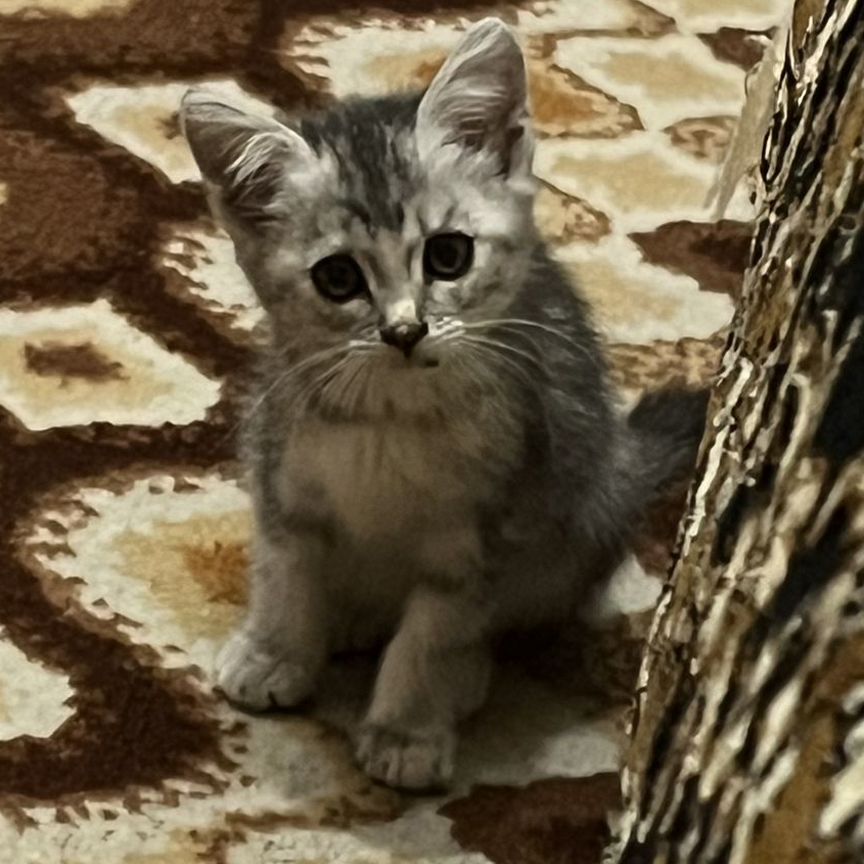 Кошечка бесплатно