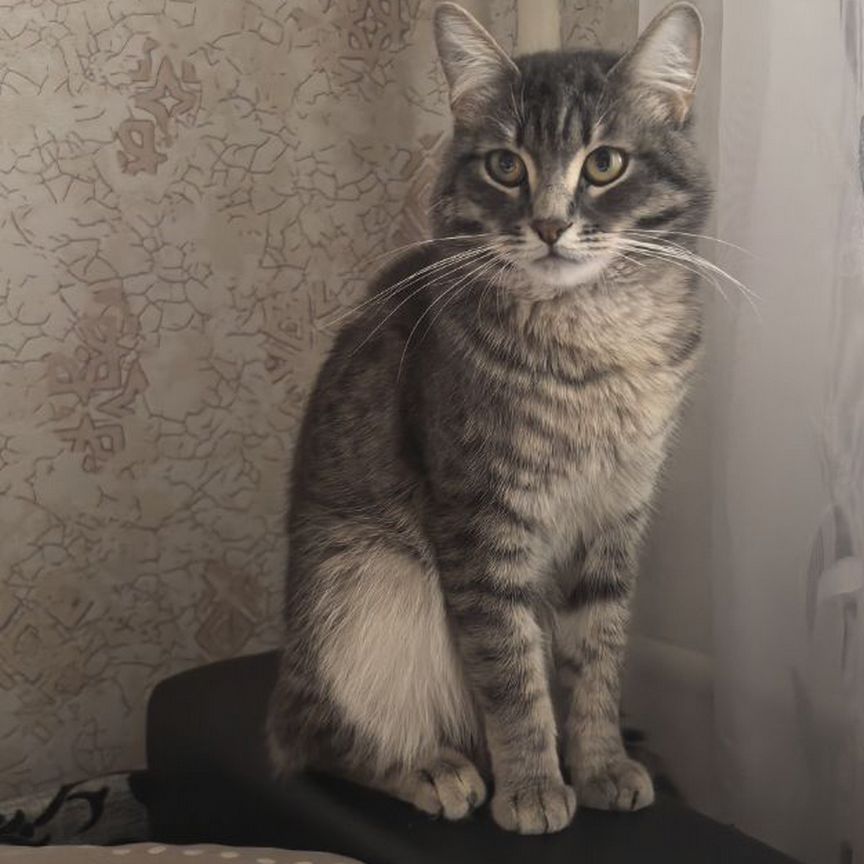 Кот в добрые руки
