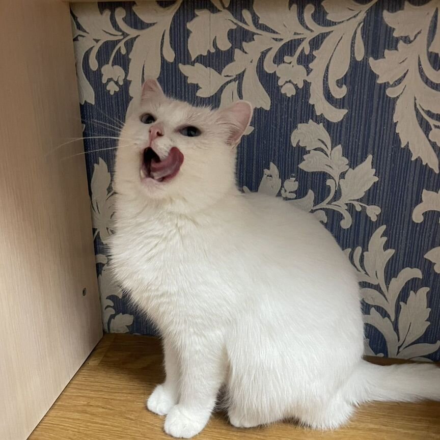 Кошка