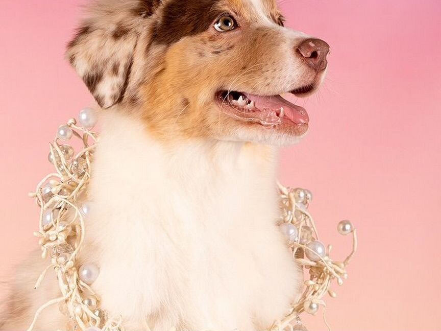 Австралийская овчарка (аусси) девочка