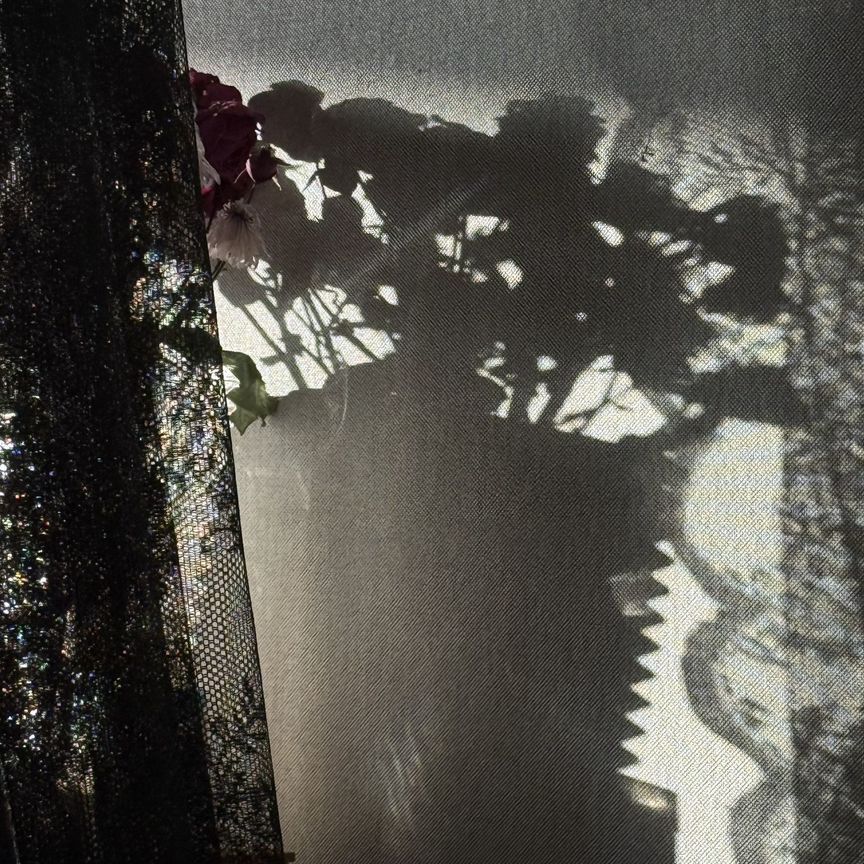 Померанский шпиц, щенок