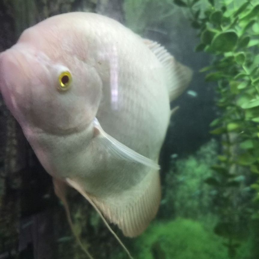 Гурами промысловый 30 см