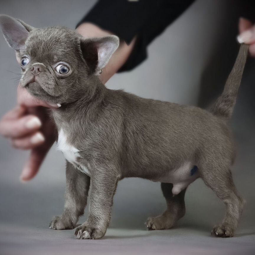 Щенки чихуахуа мальчик