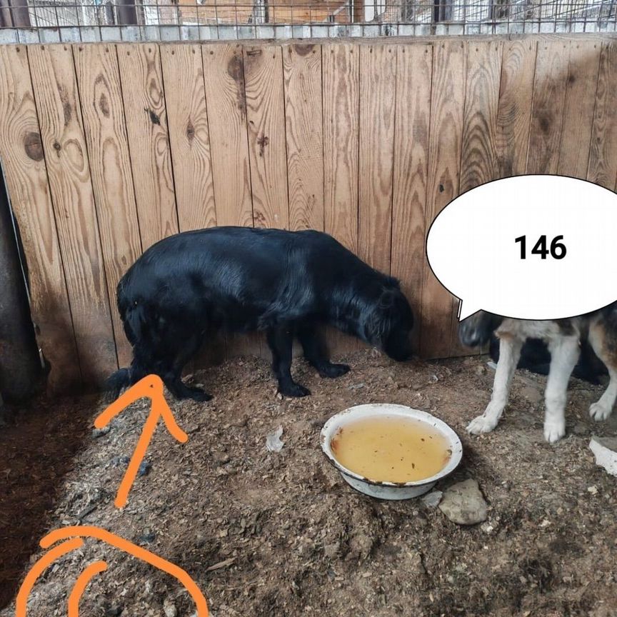 Взрослая собака в добрые руки