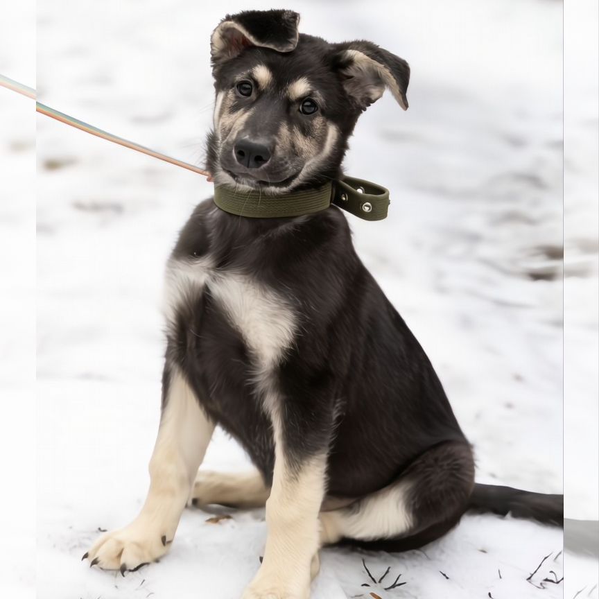 Щенок в добрые руки