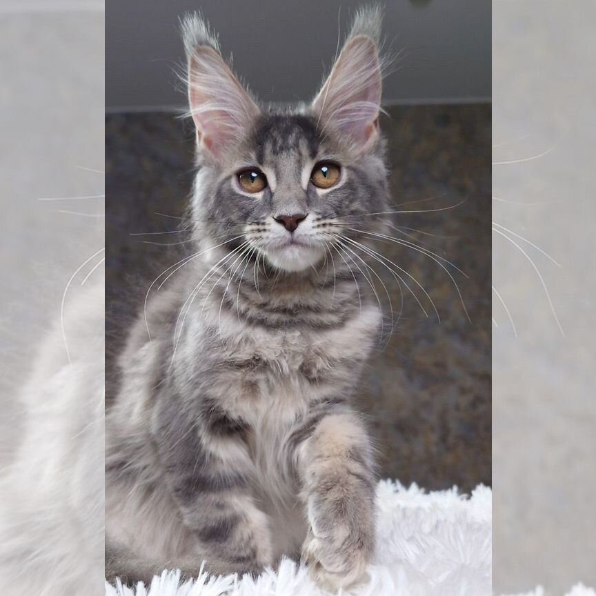 Мейн-кун котёнок