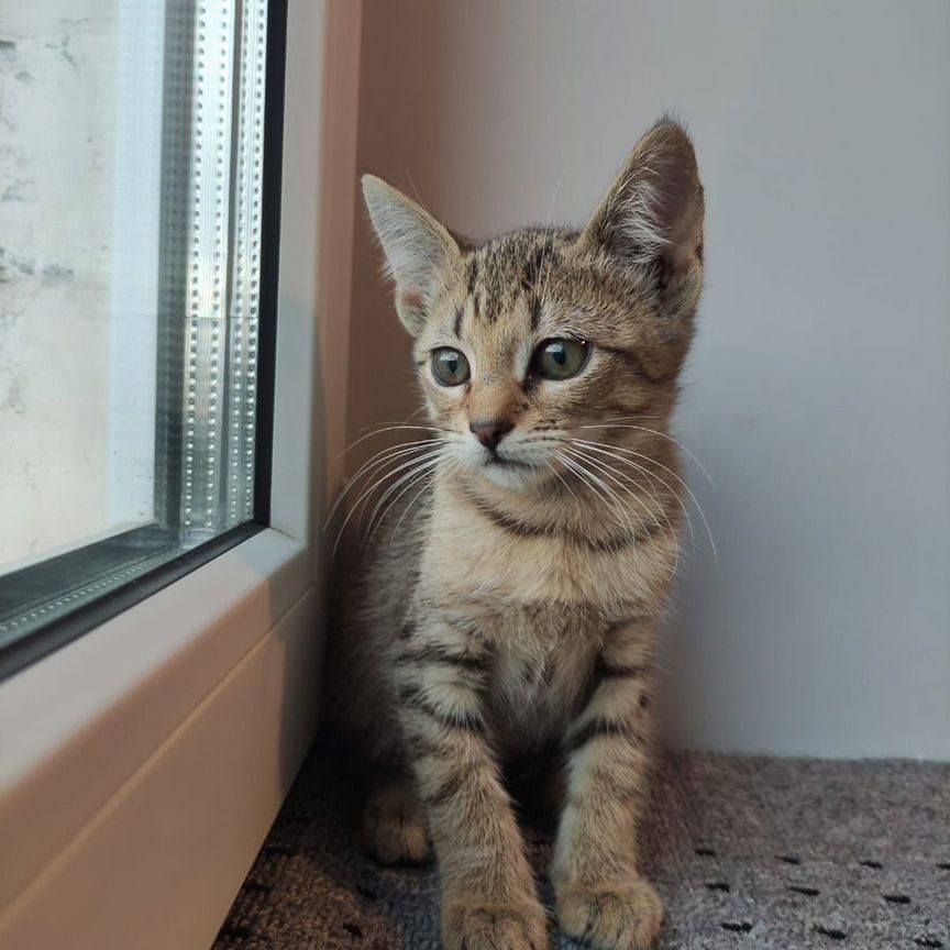 Чудесный котенок