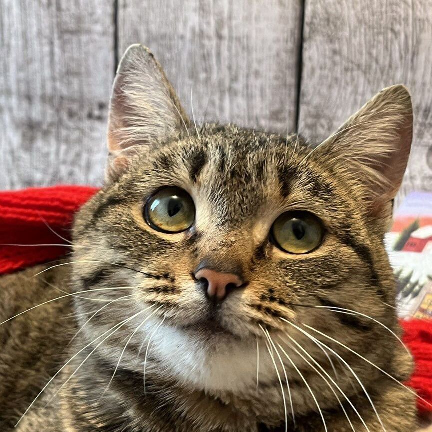 Кошка Гаечка