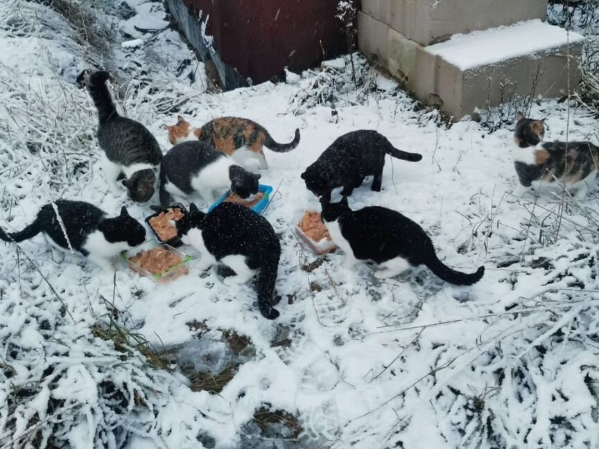 Котята на улице в СНТ