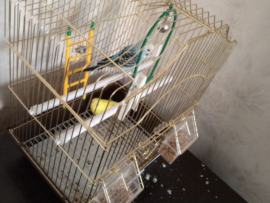 Волнистый попугай 2шт с клеткой