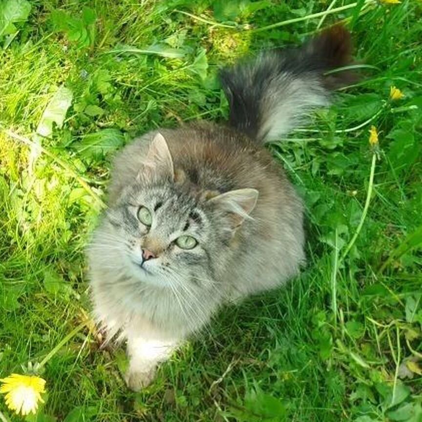 Сибирская, взрослая кошка