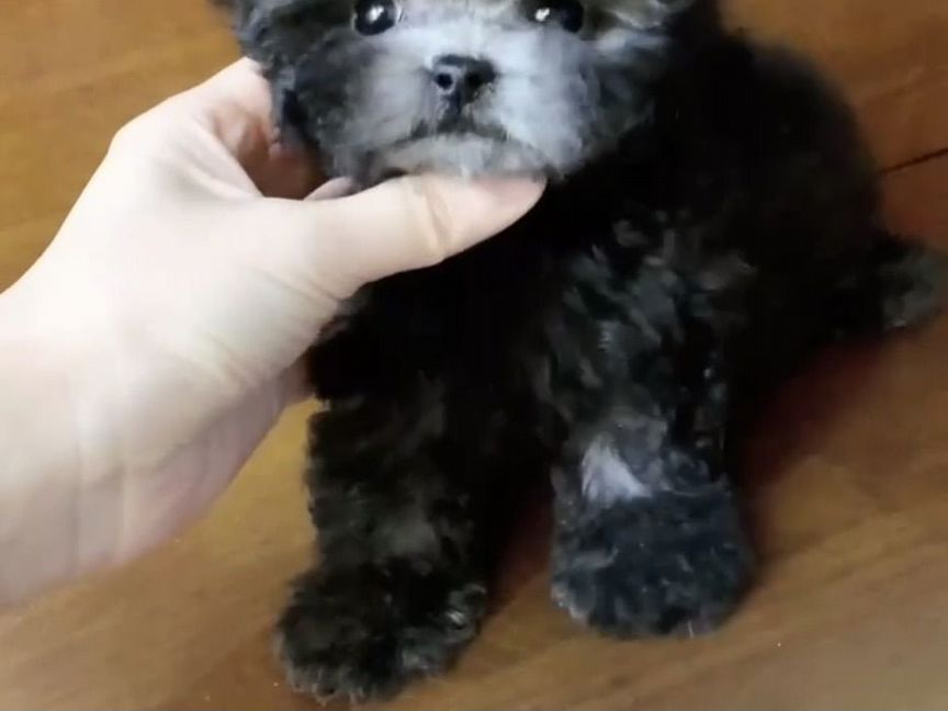 Той-пудель Тедди окрас серебро девочка