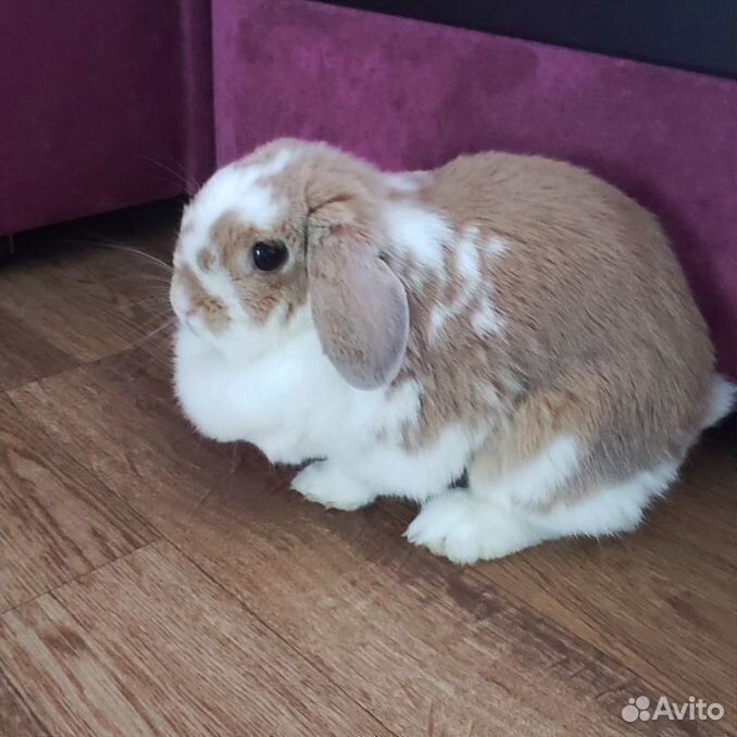Кролик вислоухий с клеткой